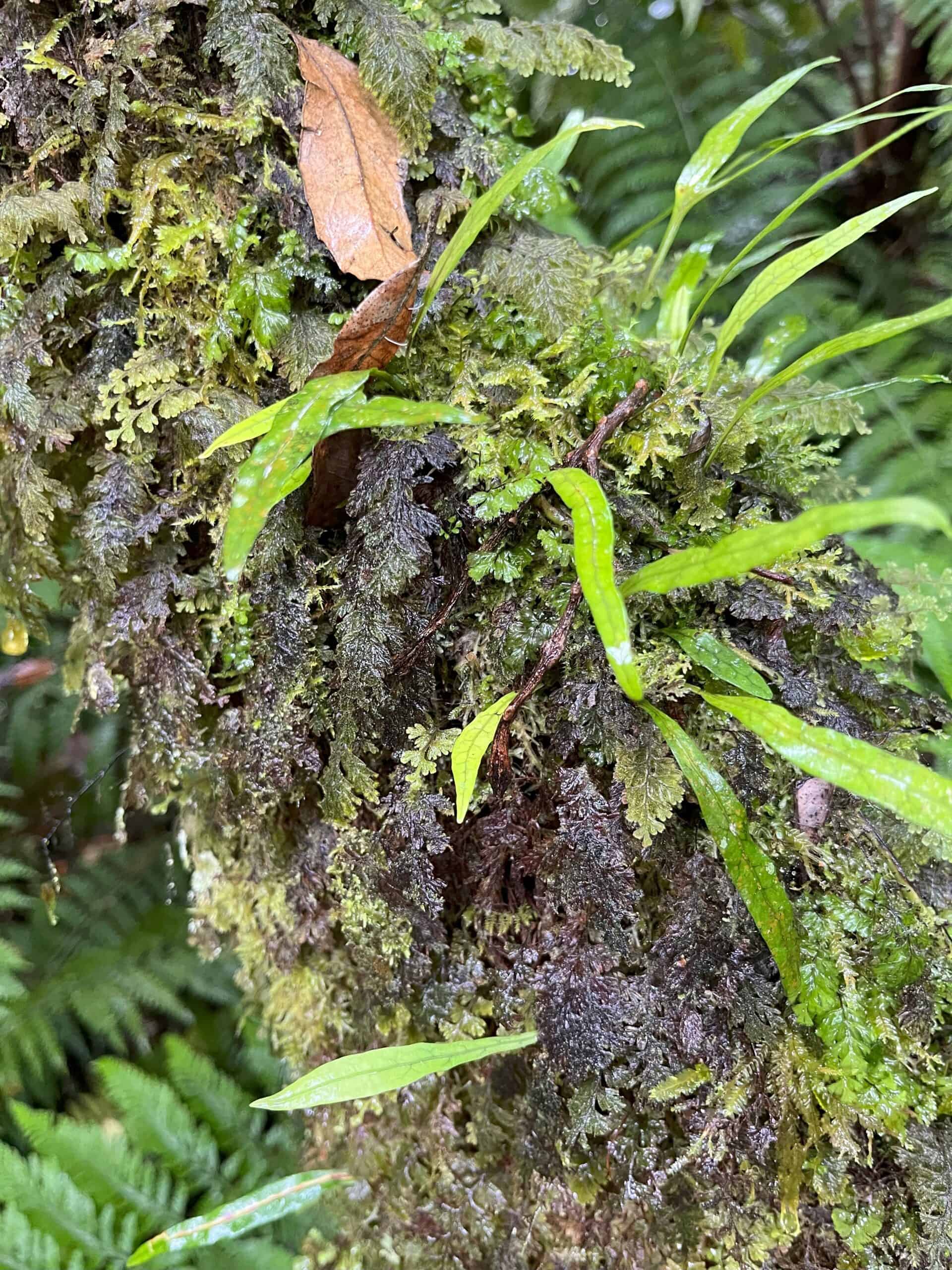 How to Refer - Angela Roberts